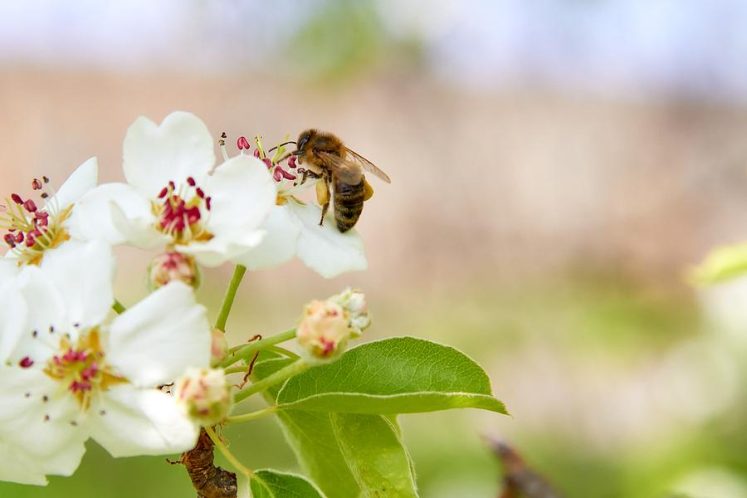 Apiary Layout - Getting the Best for You and Your Bees - Hanna's Bees